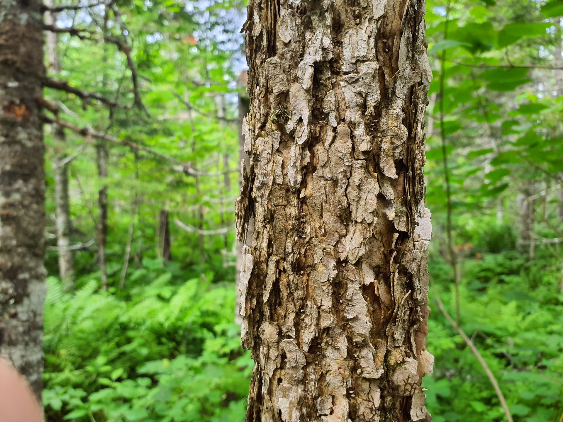 The Black Ash Project